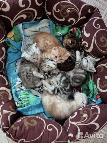 Шотландские вислоухие котята