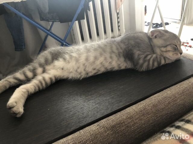 Британские котенок 4 месяца