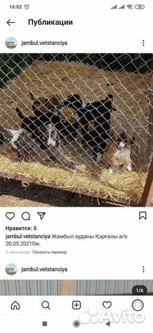 SOS, через пару дней нас мучительно убьют