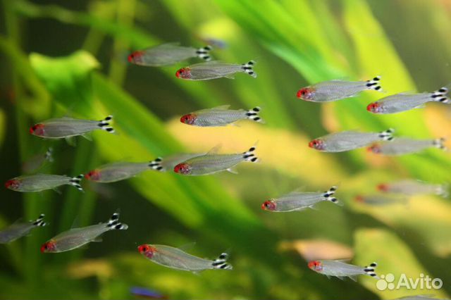 Красноносая Тетра Родостомус