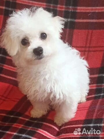 Болоньез девочка и мальчик