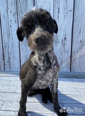 Собака Даша ищет хозяина. Отдадим в хорошие руки