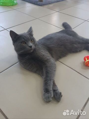 Британский кот в ответственные руки