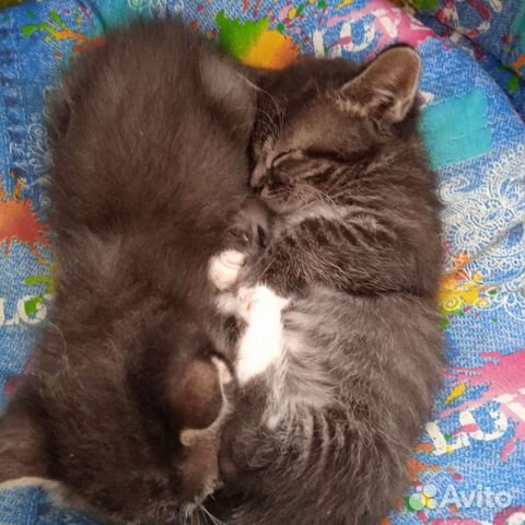 Котята мальчишки, 1.5 месяца