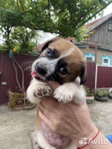 Щенки и котята