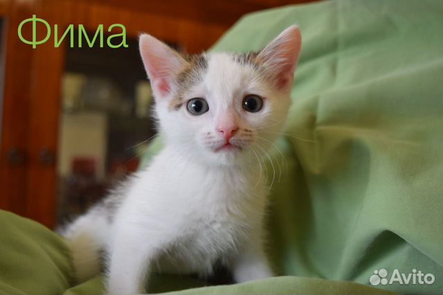 Котенок Фима, 2 мес