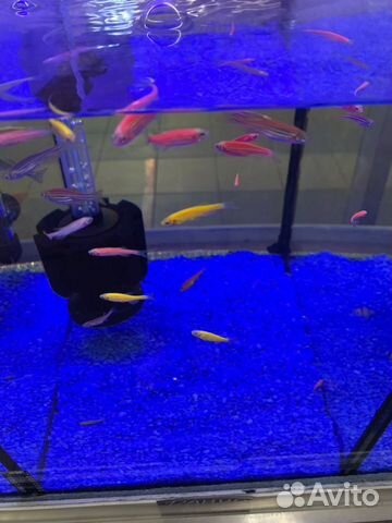 Рыбки Данио