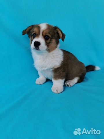 Щенки вельш корги кардиган