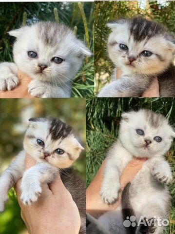 Милые одуванчики