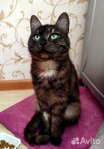 Молодая кошечка в дар