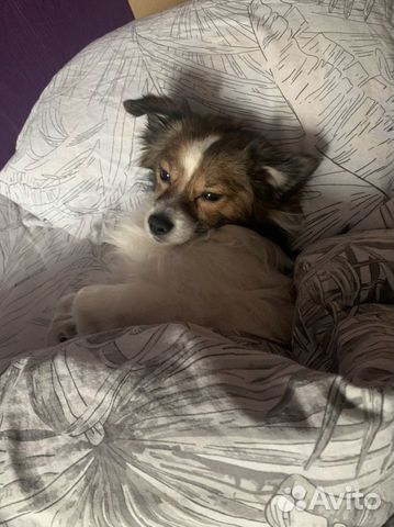 Кабель ищет свою сучку для случки