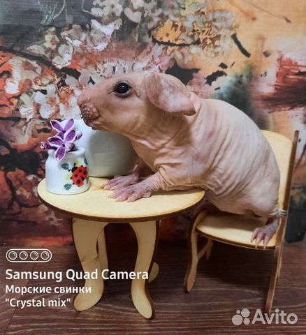 Порода болдуин(не скинни)