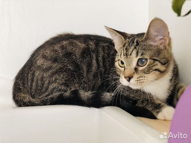 Билли ищет дом