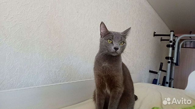 Кошка Шартрез