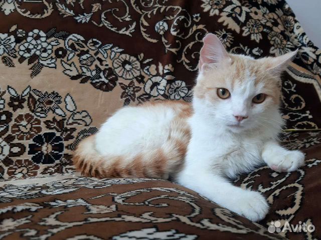 Шикарный рыжий кот 1 год кастрат