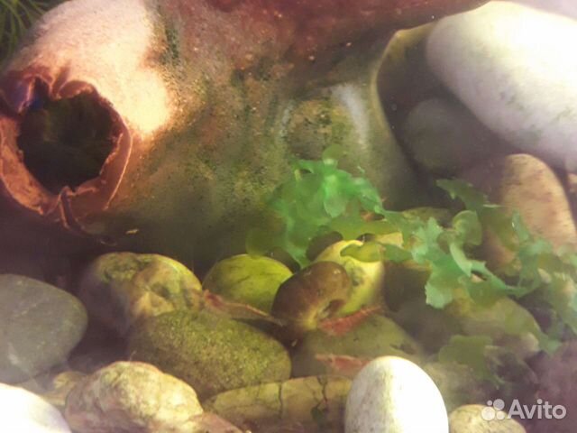 Креветки аквариумные, мальки гуппи