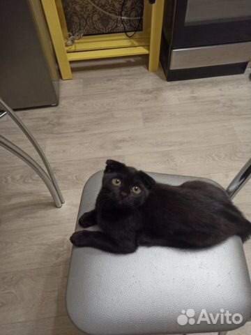 Отдам вислоухого шотландского котика