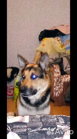 Овчарка нашли собаку хозяин отзовись