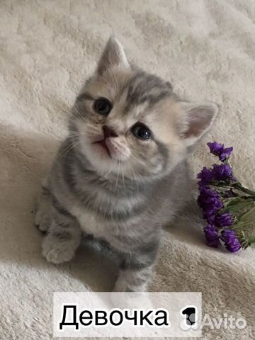 Британские котята