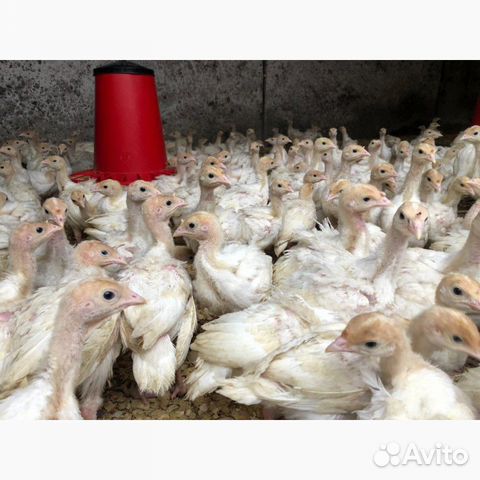 Индюшата биг 6