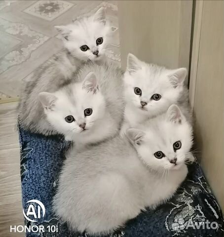 Британская