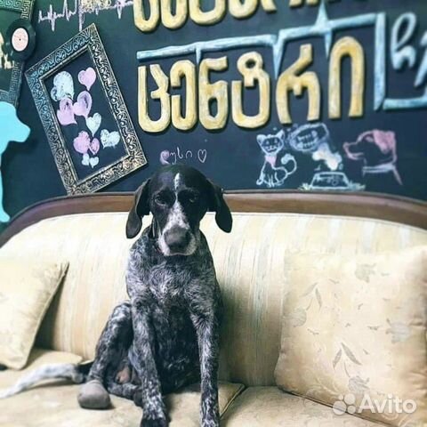 Собака в добрые руки