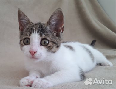 Котенок Зевс 2,5 мес