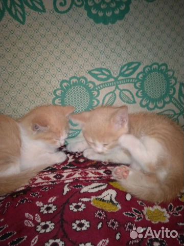 Кошки в добрые руки