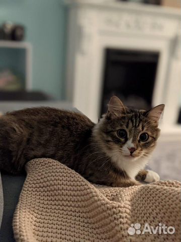 Котик Мартин ищет дом