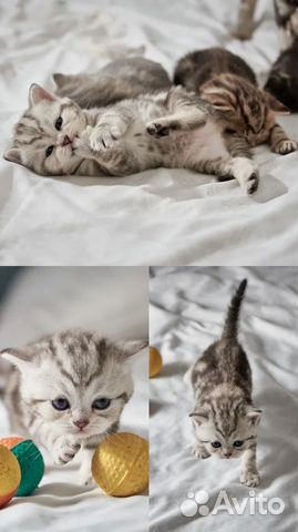 Шотландские котята