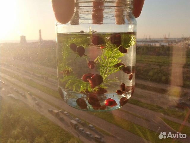 Улитка Красная Катушка