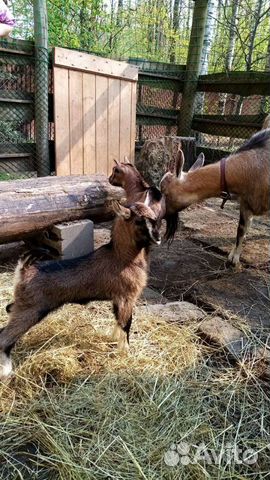 Чешско-альпийские козлята