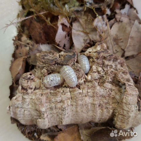 Мокрицы