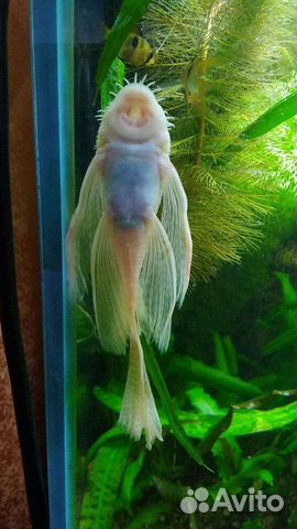 Аквариумные рыбки