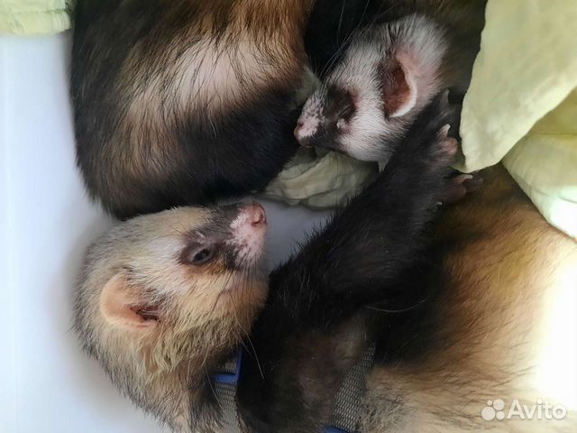 Хорек Вязка