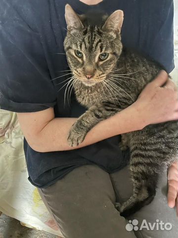 Бездомный больной котик Левушка