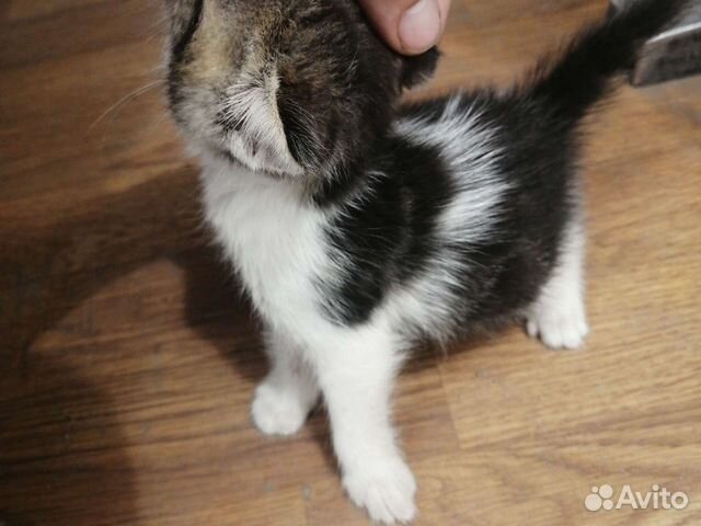 Кошка котенок мальчик кот