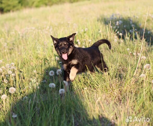 Сладкая щенуля Фиалка, от небольшой собаки, в дар