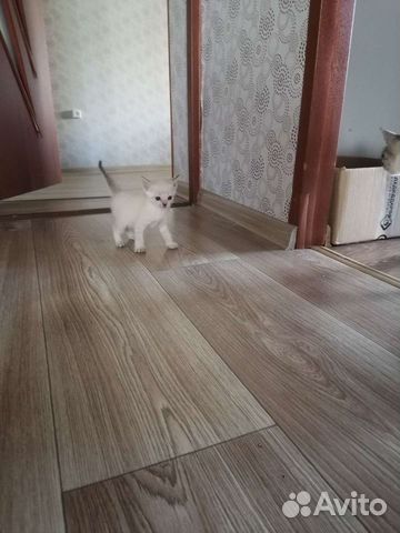 Сиамские котята пермь