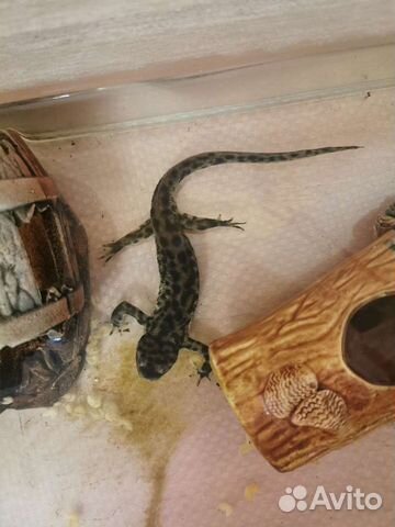 Тритон с аквариумом