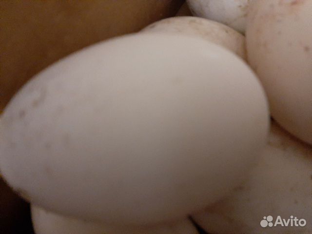 Инкубационное яйцо гусей