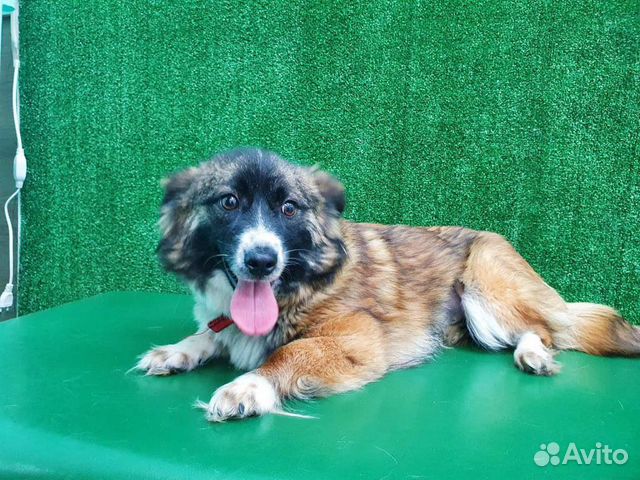 Небольшая плюшевая собачка в добрые руки