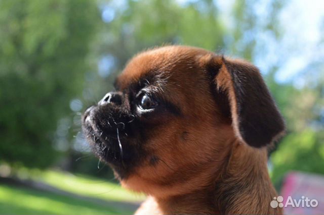 Пти брабансон