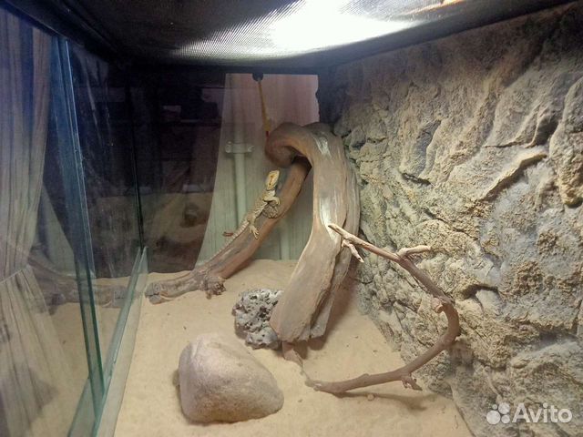 Террариум с бородатой агамой