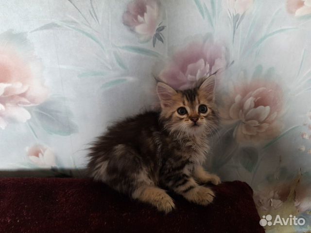 Продается сибирский котенок