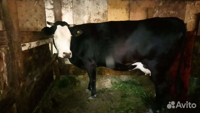 Коровы и телята