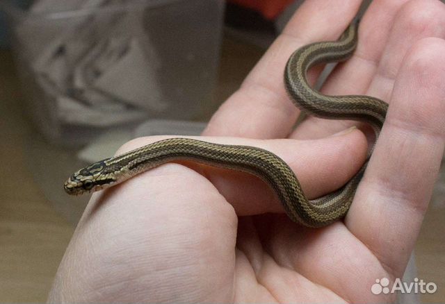 Узорчатый полоз