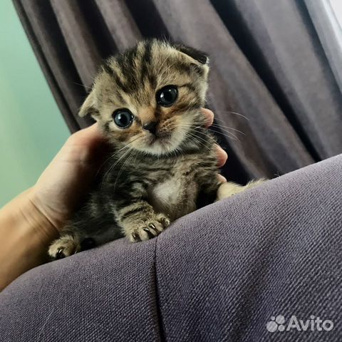 Шотландская вислоухая кошка