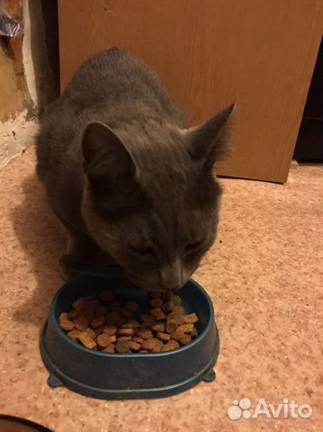 Кот бесплатно