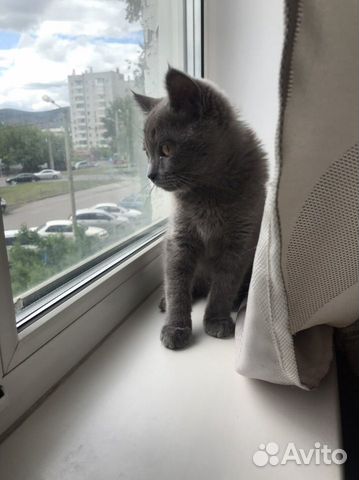 Серый котенок